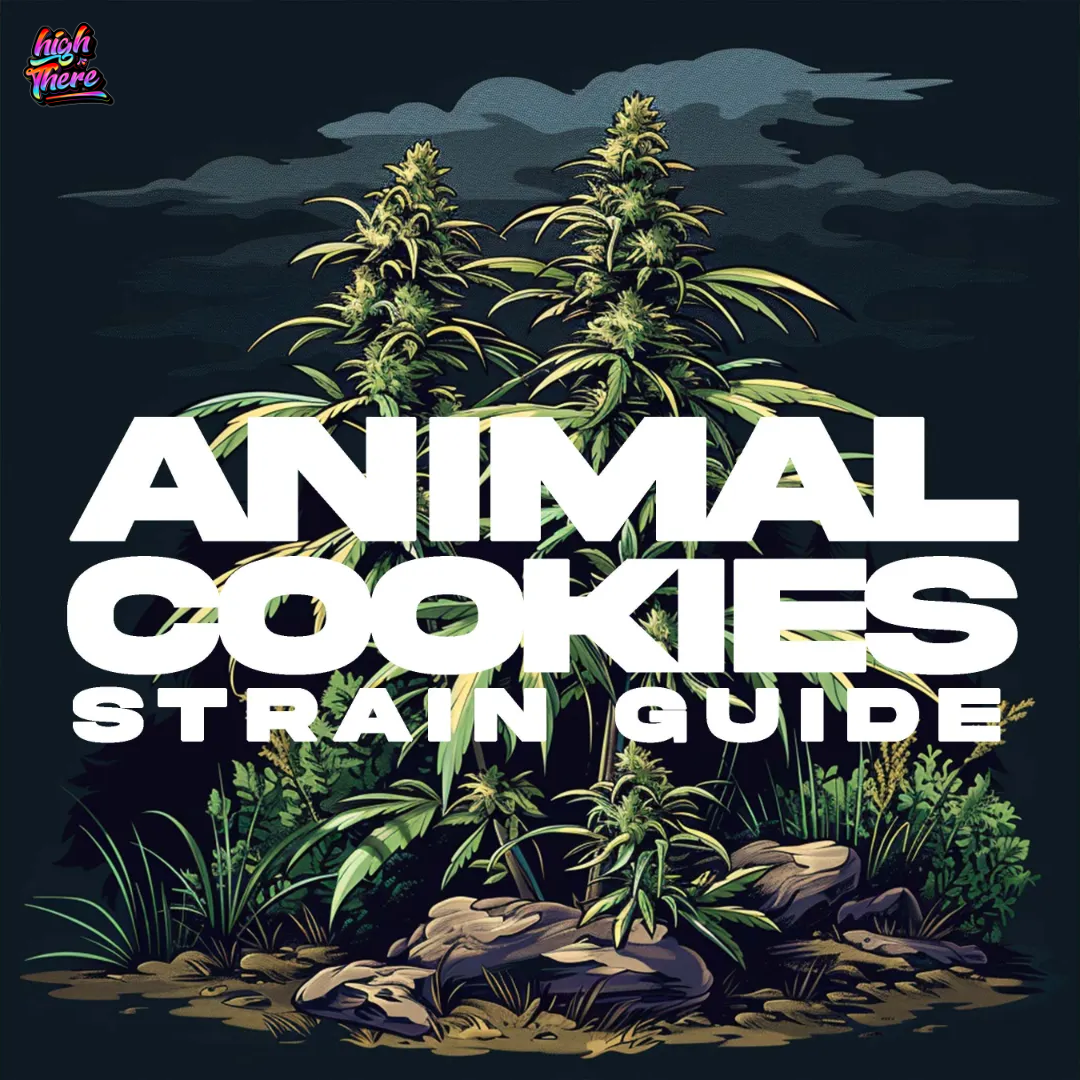 Animal Cookies Strain Info & Guide | Unique Aroma & Potent Effect