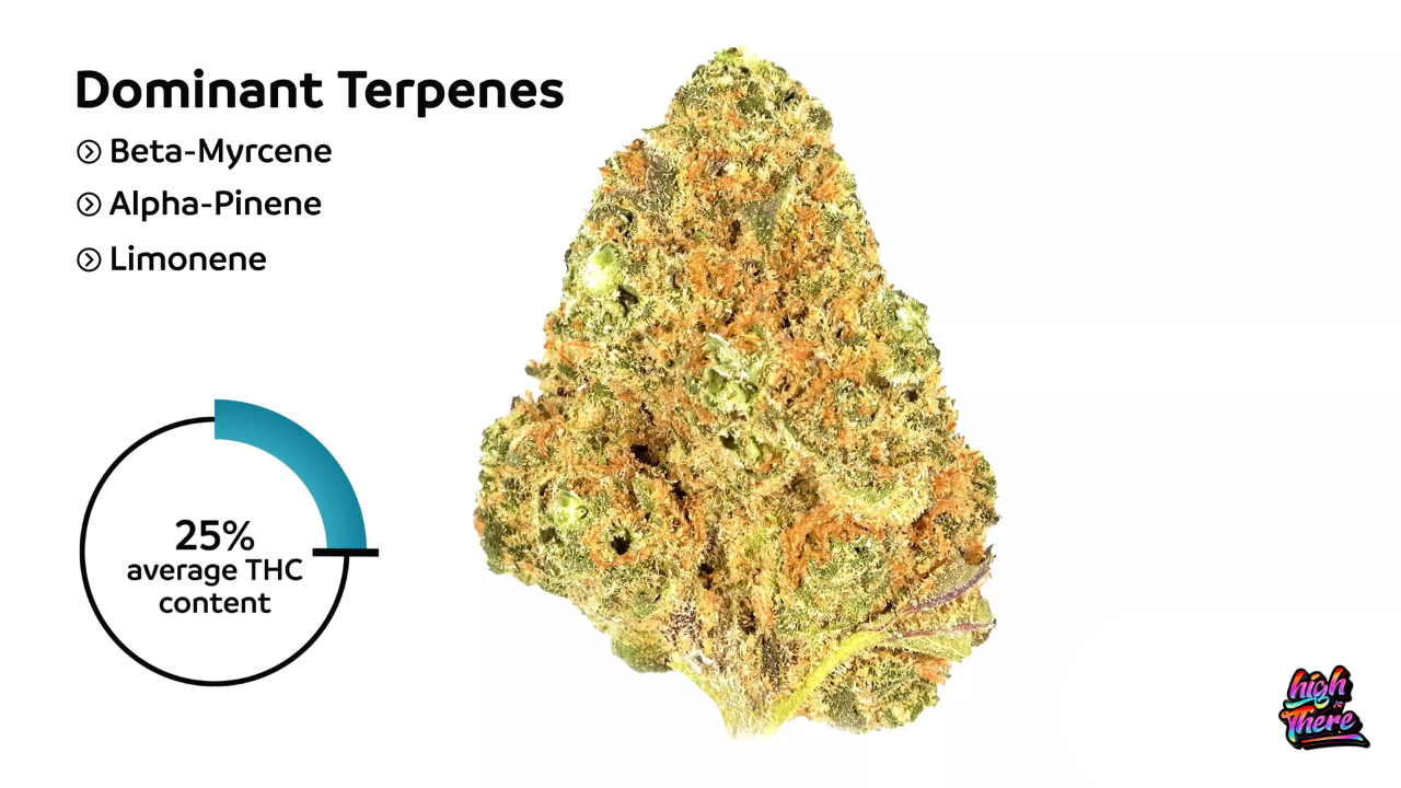 Orange Crush Strain Info & Guide | Sweet Aroma & Uplifting Effects