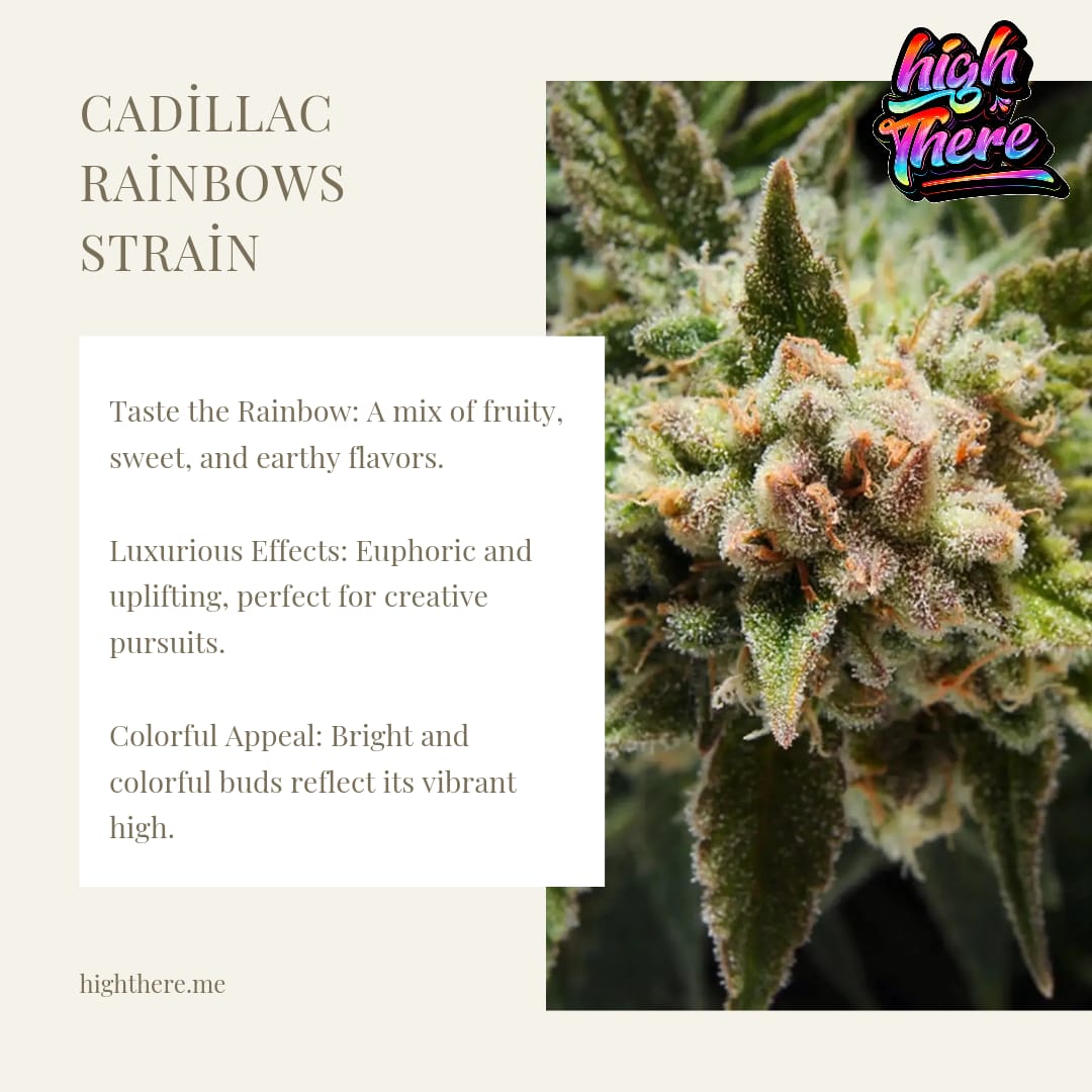 Cadillac Rainbows Strain Review - Aroma, Effects & More