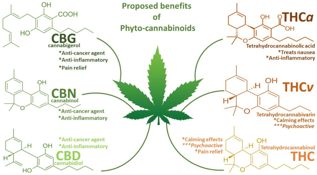 CBD Vs CBN Key Differences Benefits And Uses Explained CBD Vs CBN Key Differences Benefits And Uses Explained